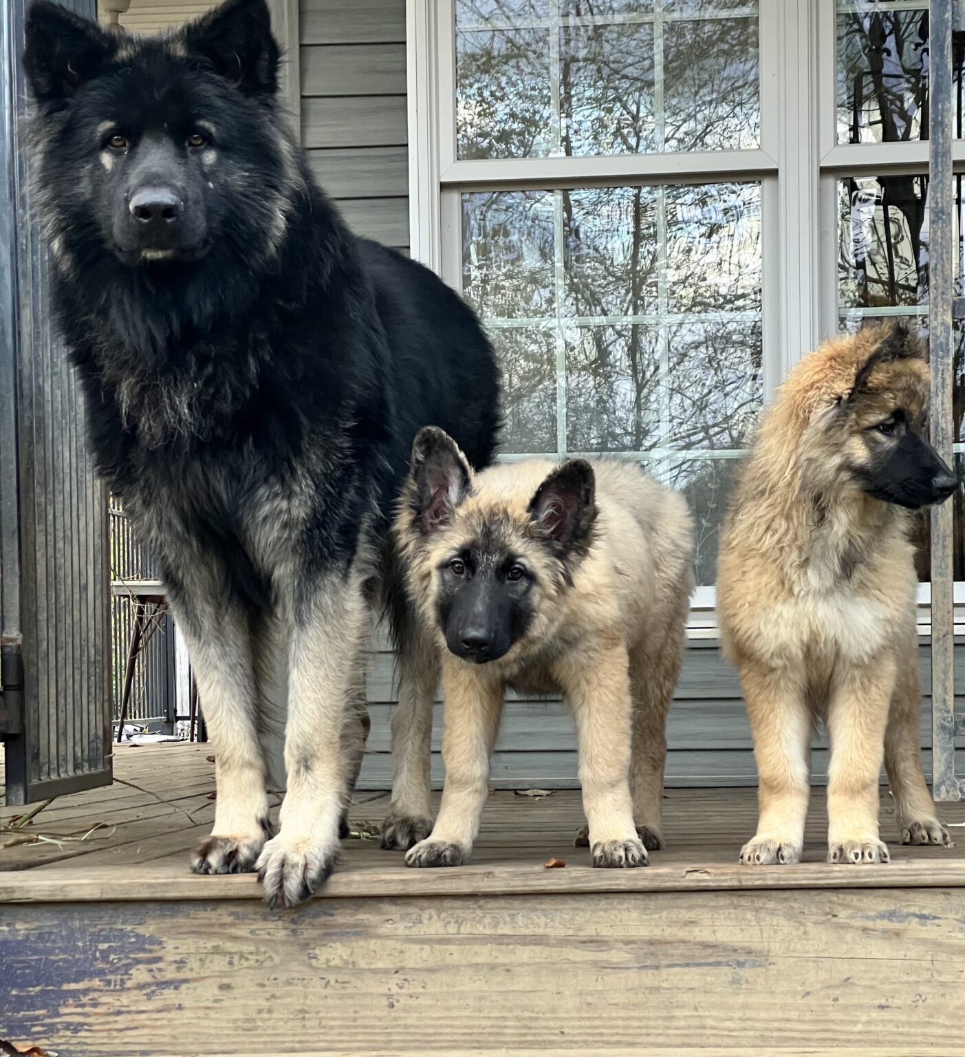 Shiloh Shepherd Puppies - HIGHLAND HILLS SHILOHS